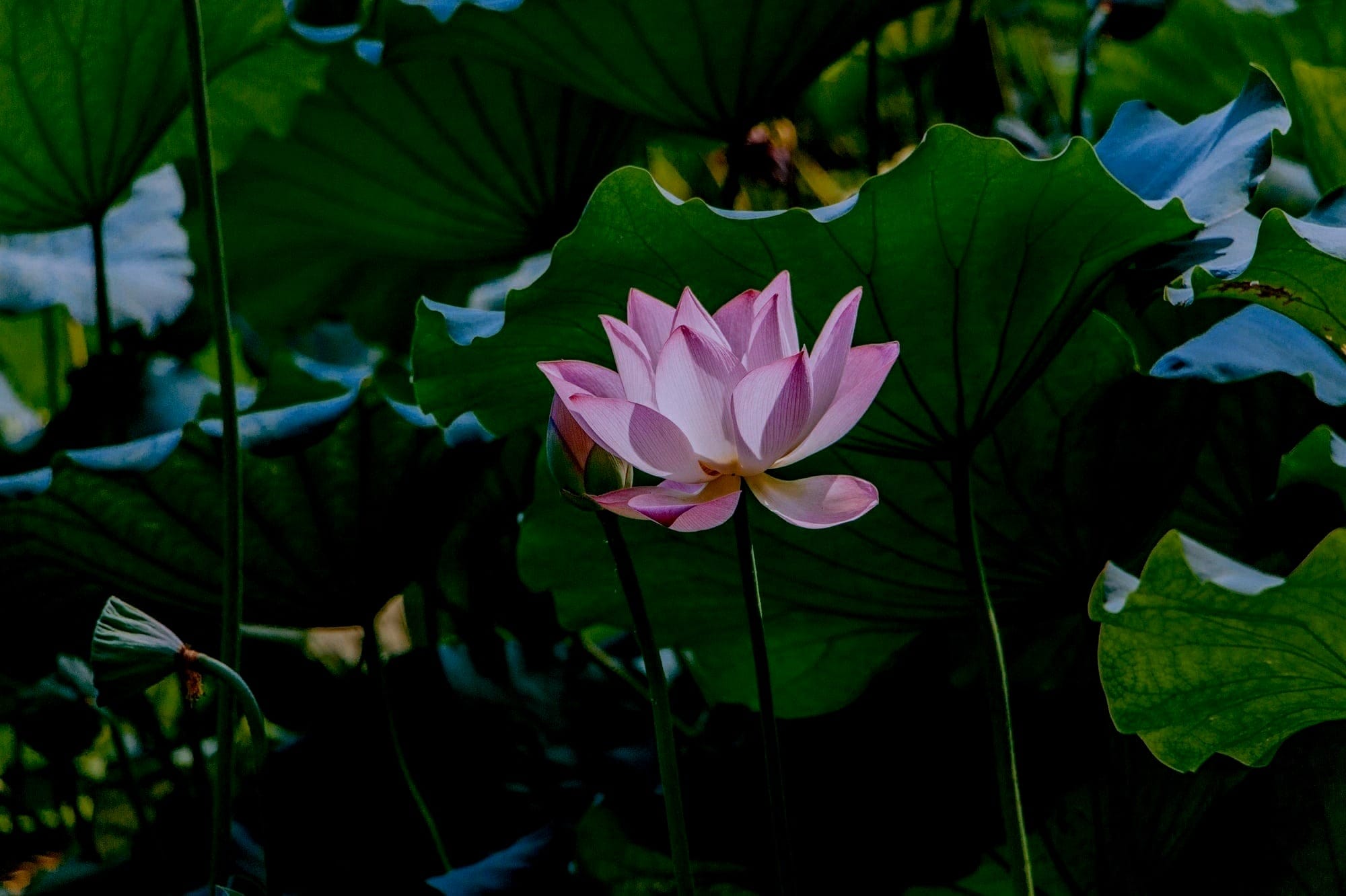 Metta Explained: What is metta and why does it matter?